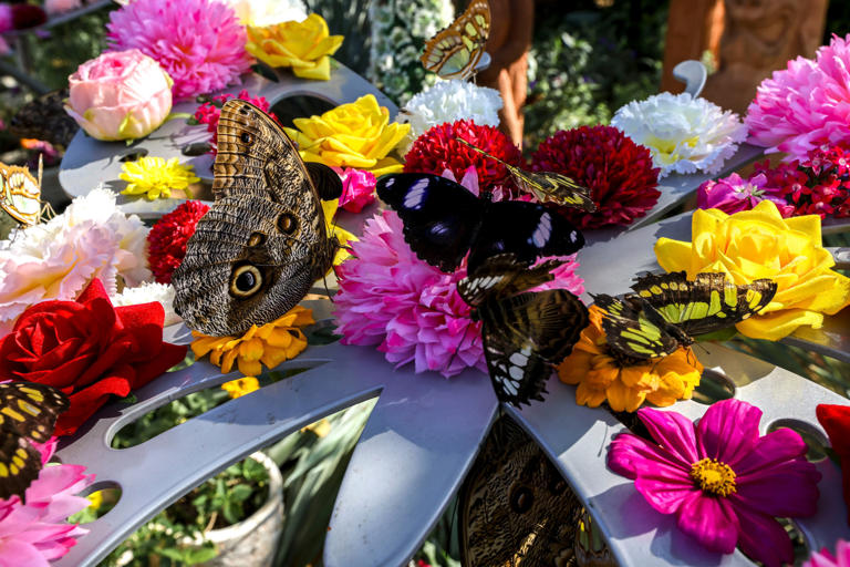 'Farasha': Arabic word for butterfly is a symbol of renewal