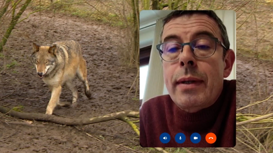 La macabre découverte faite à Aywaille pourrait être l’œuvre d’un loup ...