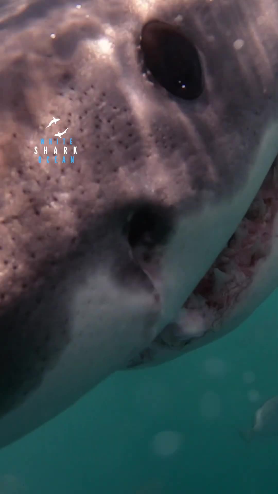 Young great white checking out the camera