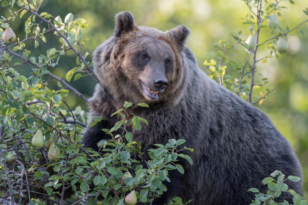 Humans have forced bears to become friendlier to survive