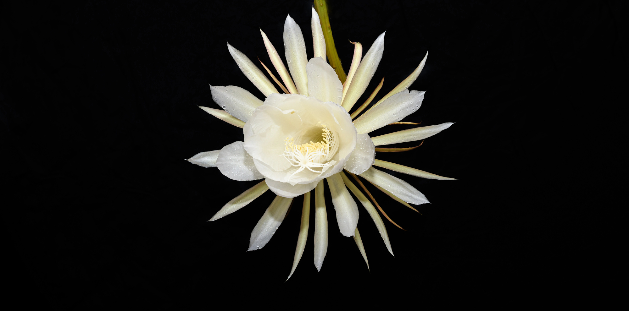 Flowers that only bloom at night