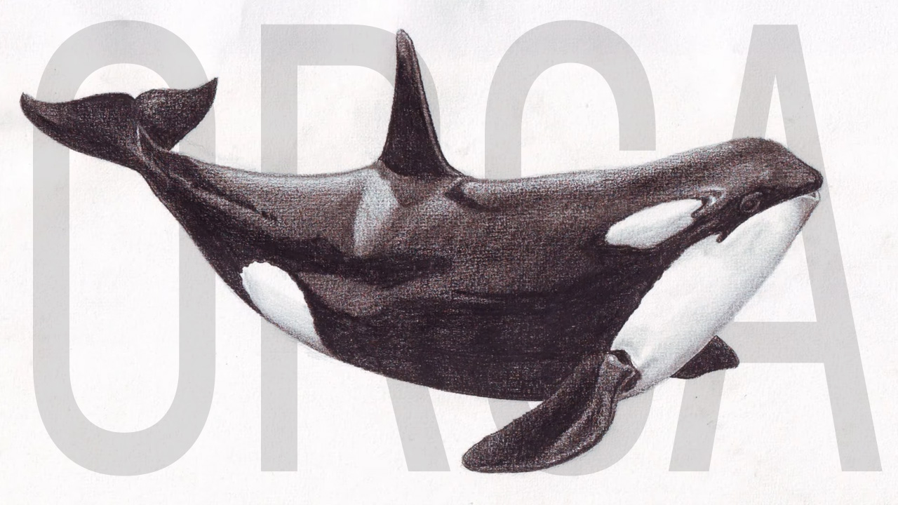 Draw a realistic orca with easy drawing techniques