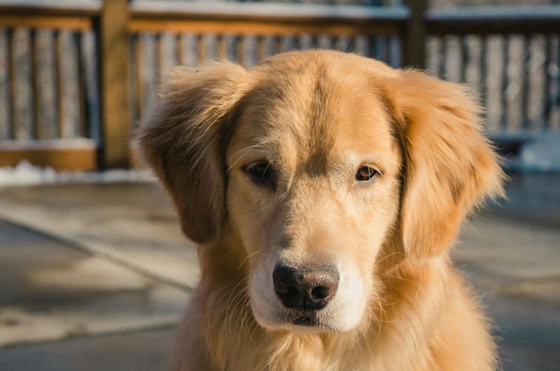 12 dog breeds that older owners say they'd choose again without ...