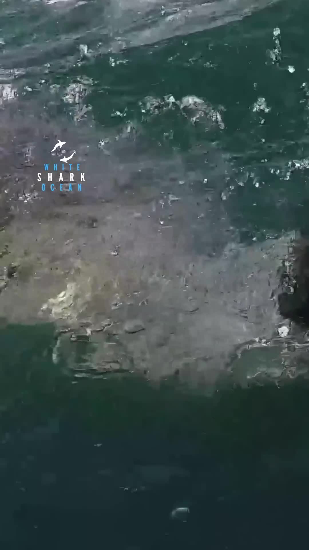 Big Great White Shark Blasting Out Of The Water