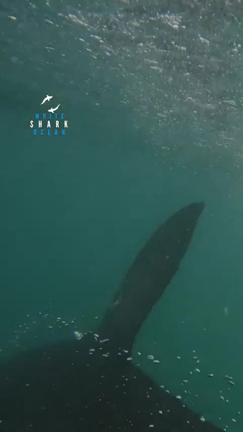 Great white dorsal sinks below the surface