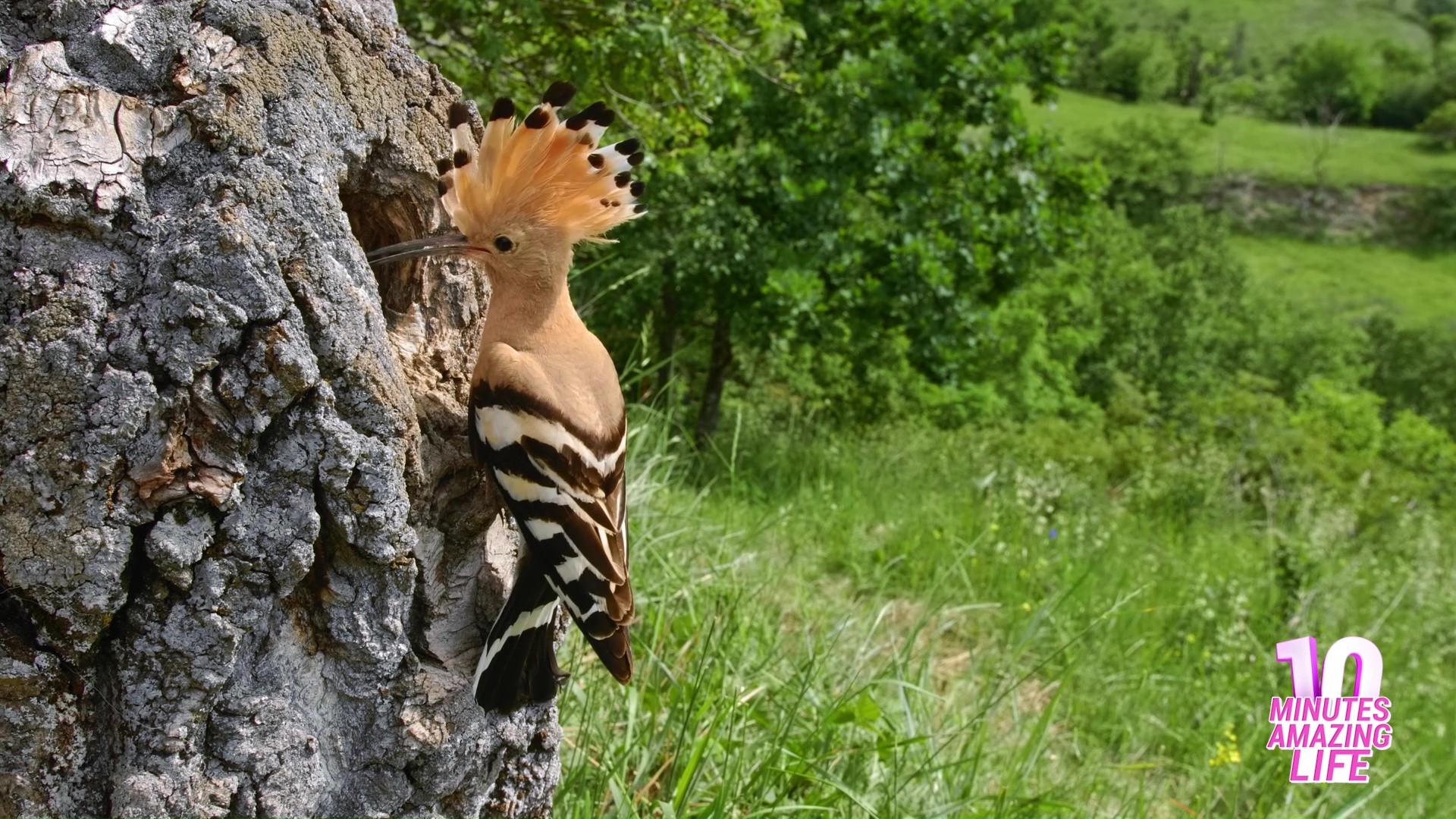 Parent hoopoe brings food to chick