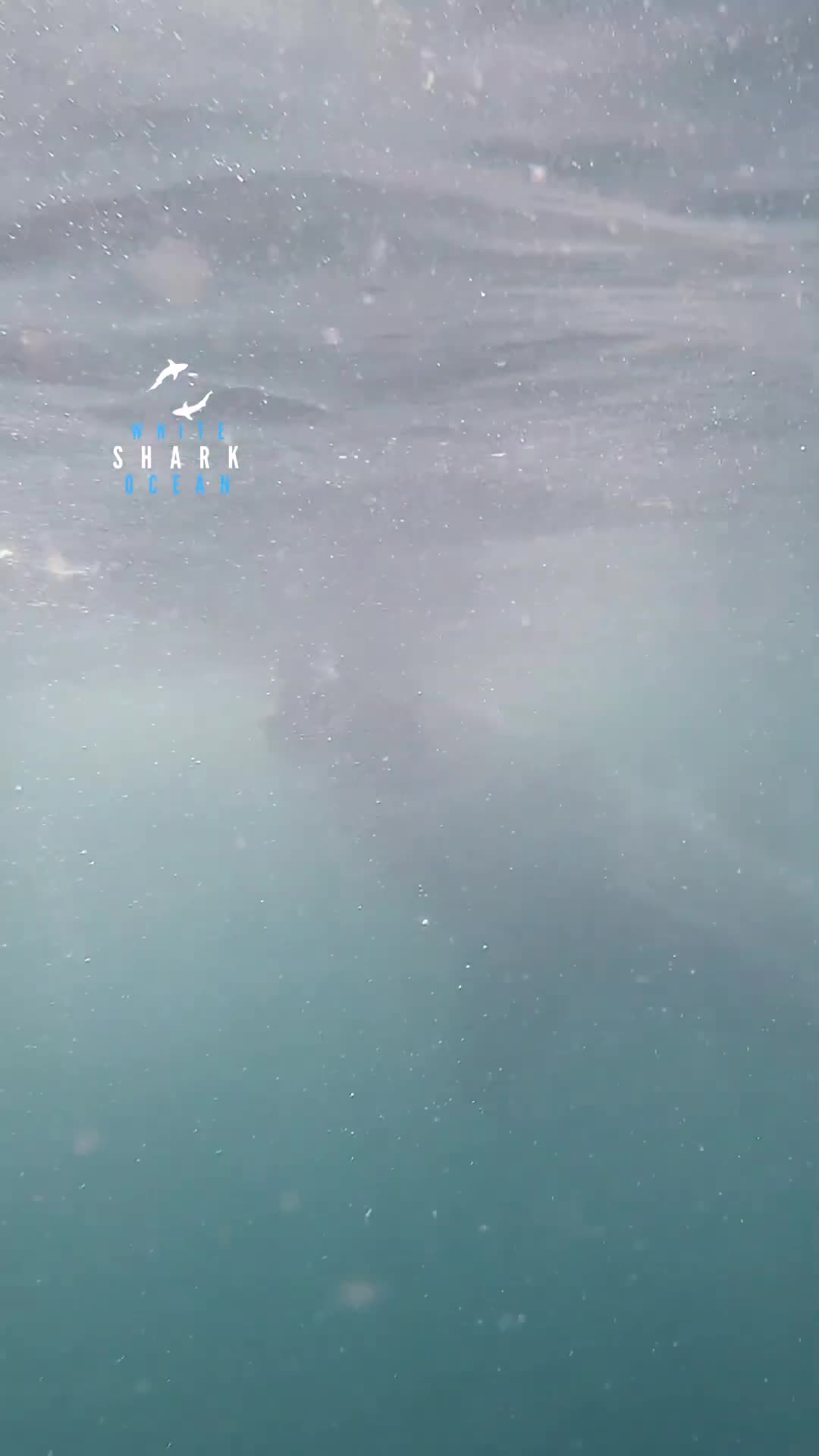 Great white bumps the cage multiple times