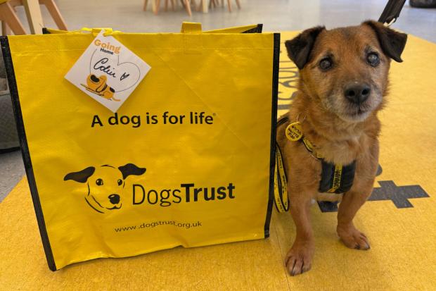Meet Colin - the first dog rehomed by Dogs Trust Glasgow in 2026