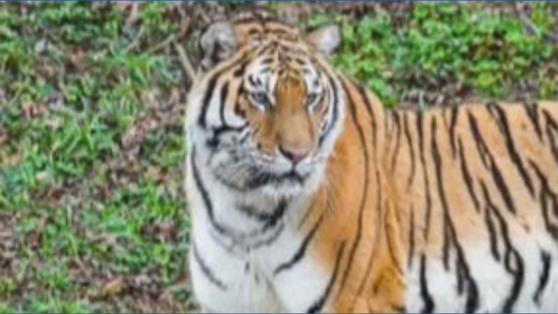 New tiger at the Louisville Zoo