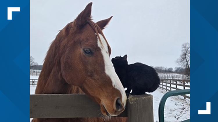 West Michigan farm goes viral for unlikely besties