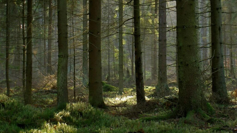 Large forests hide deer well, these 12 scouting strategies explain how ...