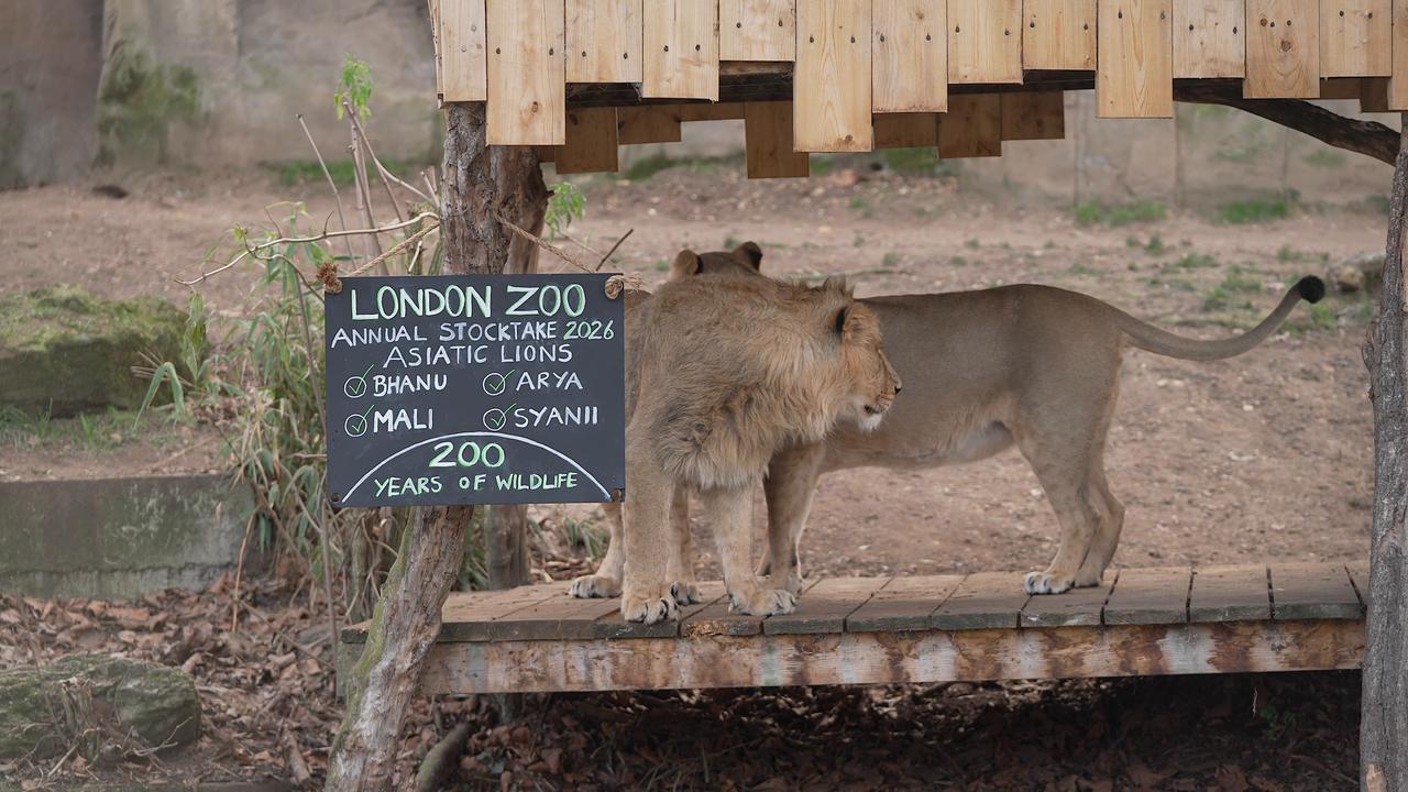 RAW VIDEO: Pick up a penguin! London Zoo's animals line up for annual ...
