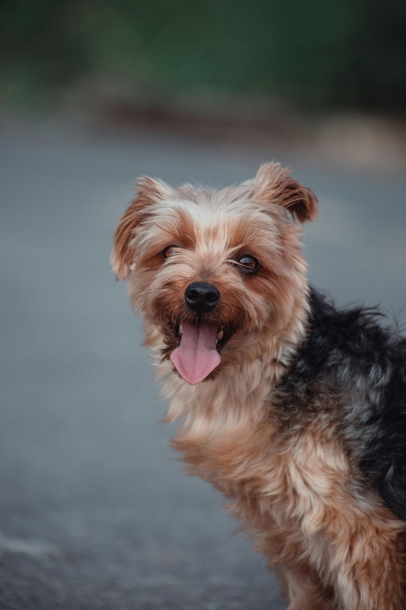 14 dog breeds that bark way too much, according to the American Kennel Club