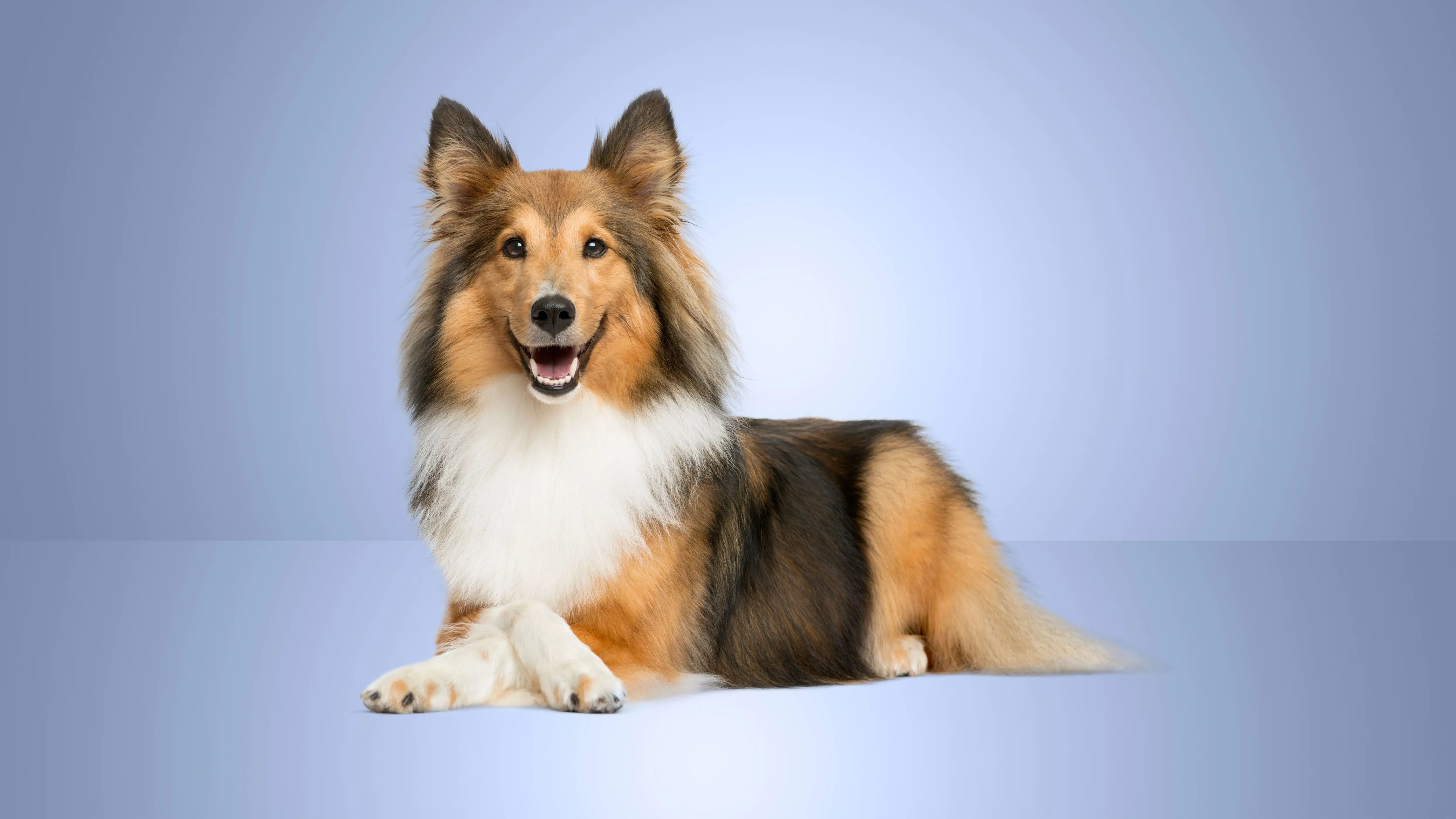 Progressive pet insurance review: Cost and coverage