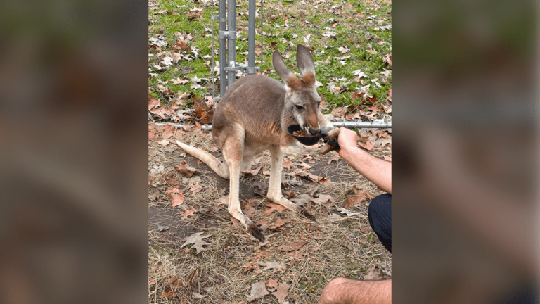 Photos: Loose wallaby surprises Summerville neighbors before police ...