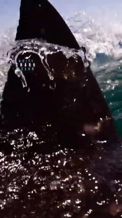 What does it look like when a great white shark is about to swallow you ...