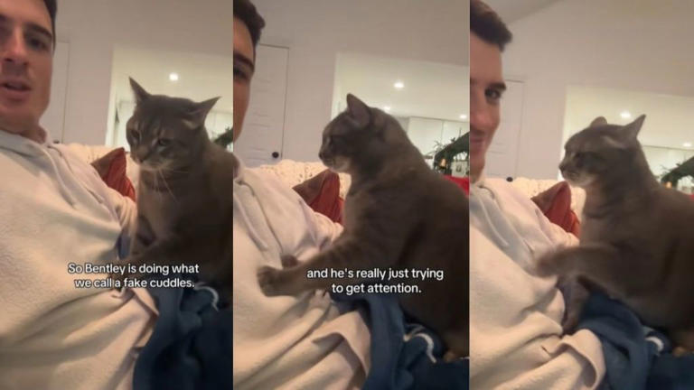 Video: Cat gives 'fake cuddles' to owner with a clear purpose