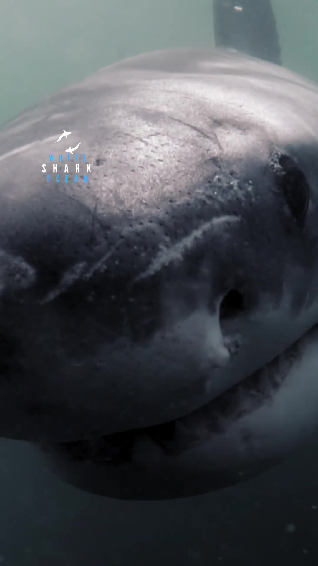 Great white shark locked in our location