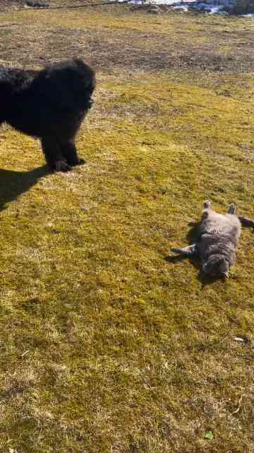 Another confusing moment with a fluffy Newfie puppy