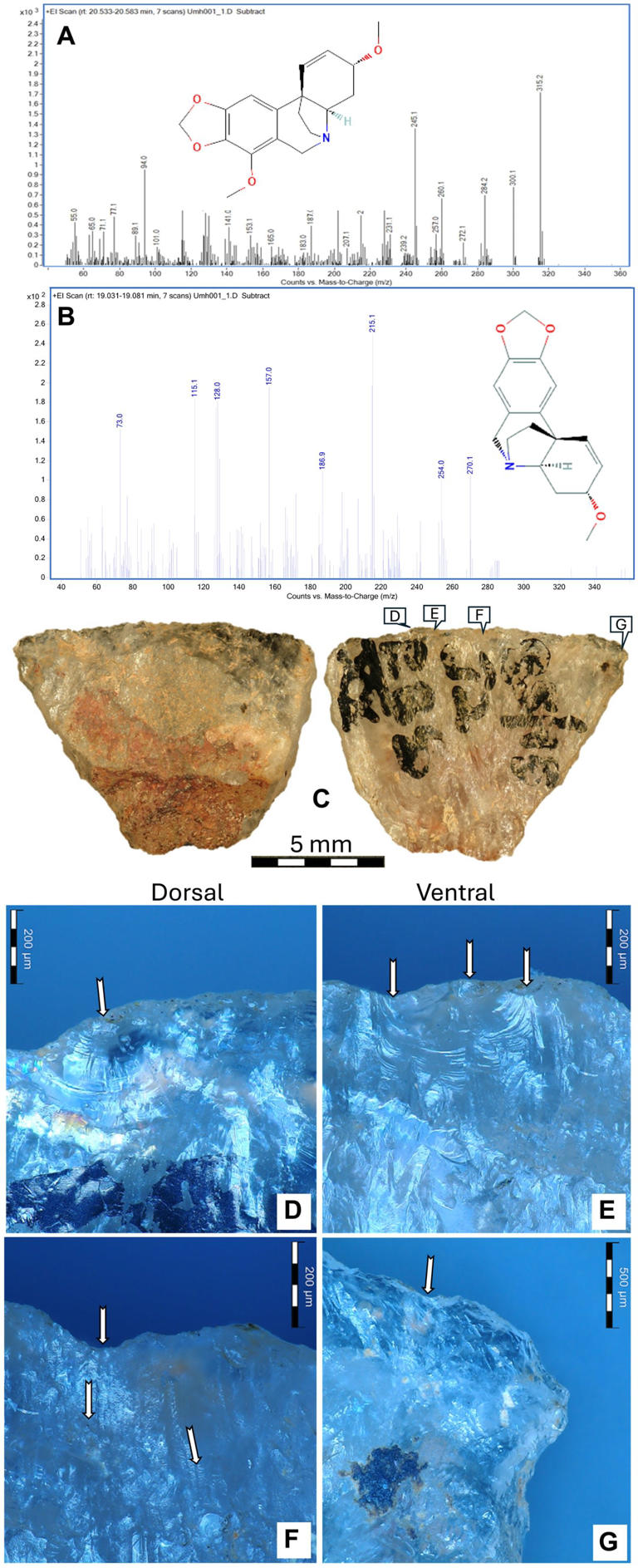 Researchers discovered poison on 60,000-year-old arrows in South Africa