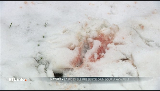 Aywaille : la présence d'un loup suspectée après la mort d'un chevreuil
