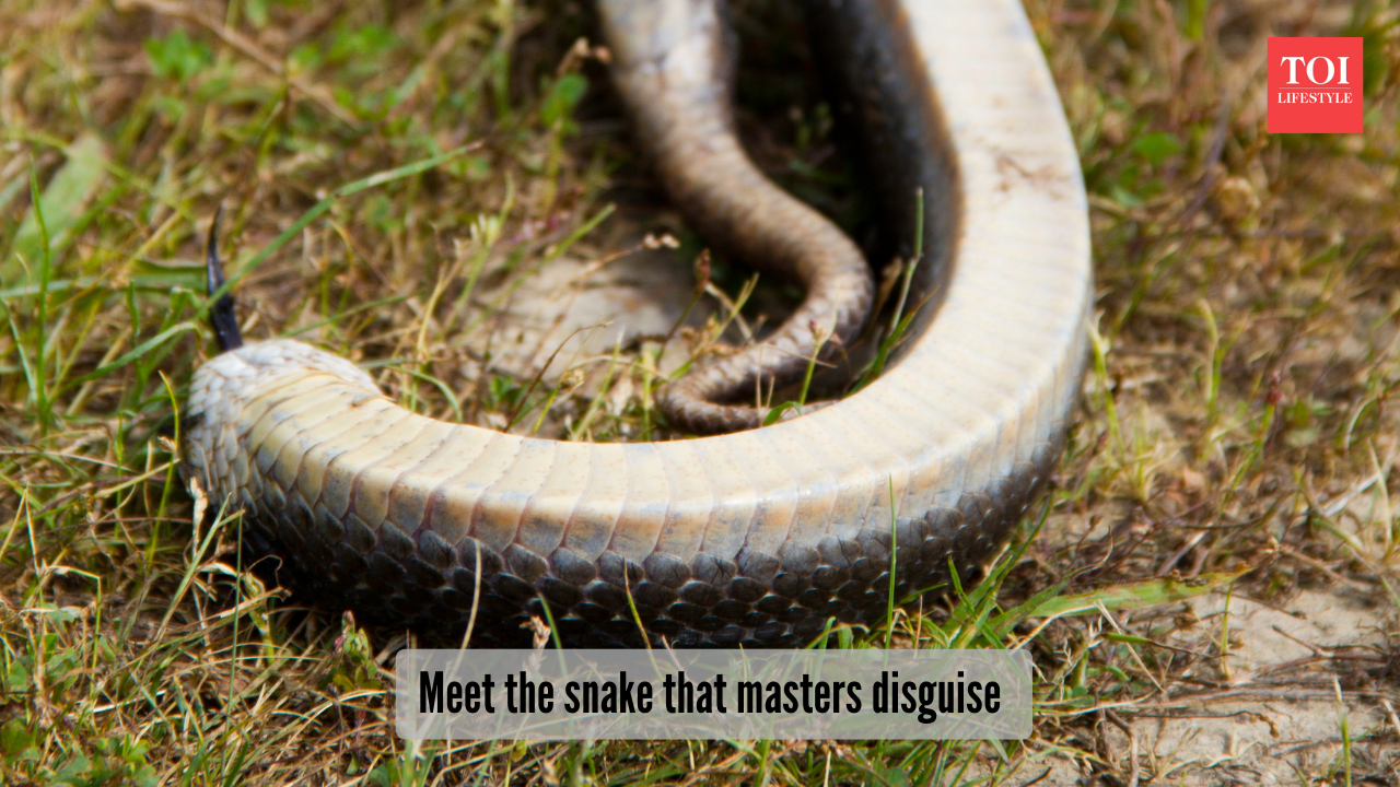 Zombie snake: Meet the snake that masters disguise and performs the ...