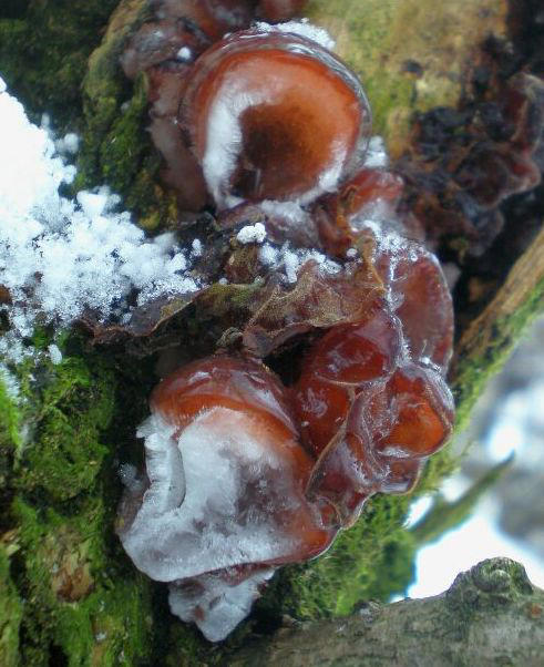 Leden jako houbařův ráj? Penízovka sametonohá roste