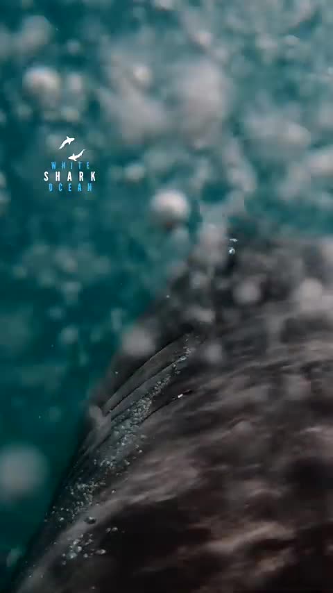 Great white shark ambushes quickly