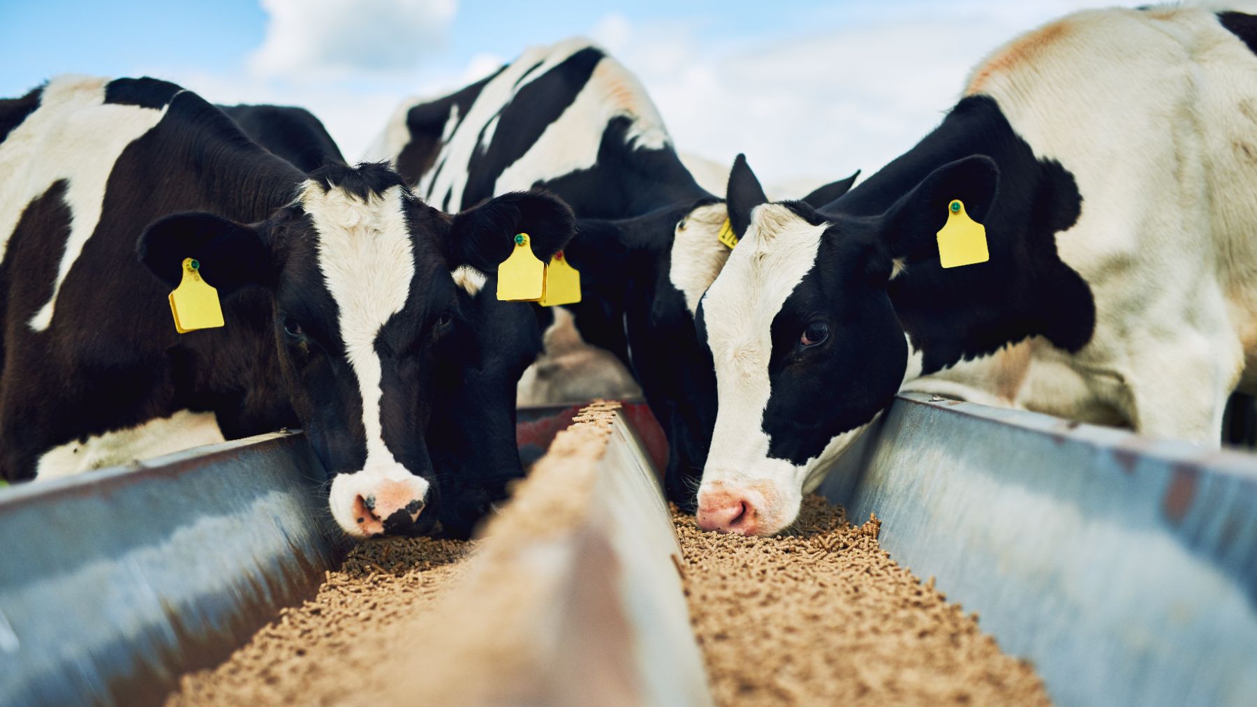 Los veterinarios no dan crédito: un caso insólito de malformación en ...