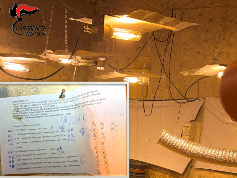 Colpi di pistola sparati per fermare un ladro di marijuana, arrestati ...