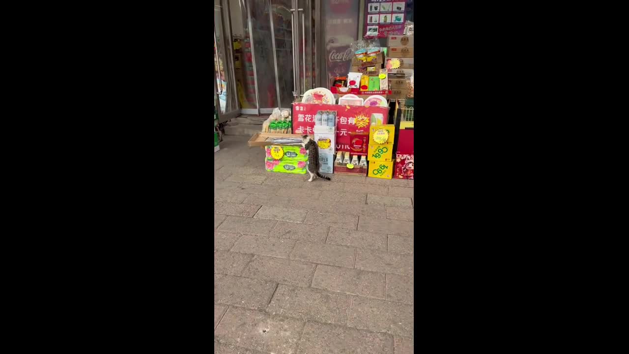 Street cat startled while snacking outside shop in Liaoning, China