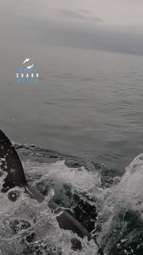 Great white shark crashes back down into the water after breach