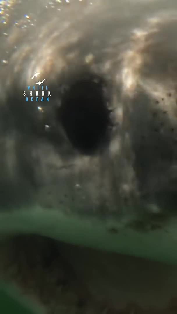 Great white shark stalks the bait