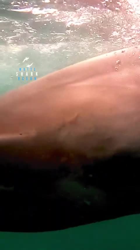 Great white shark lunges with mouth wide open