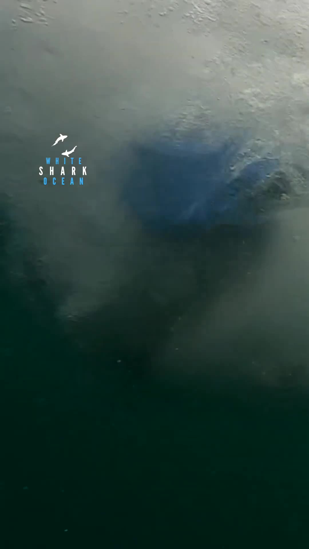 Great white shark rolls eyes back and shreds the bait