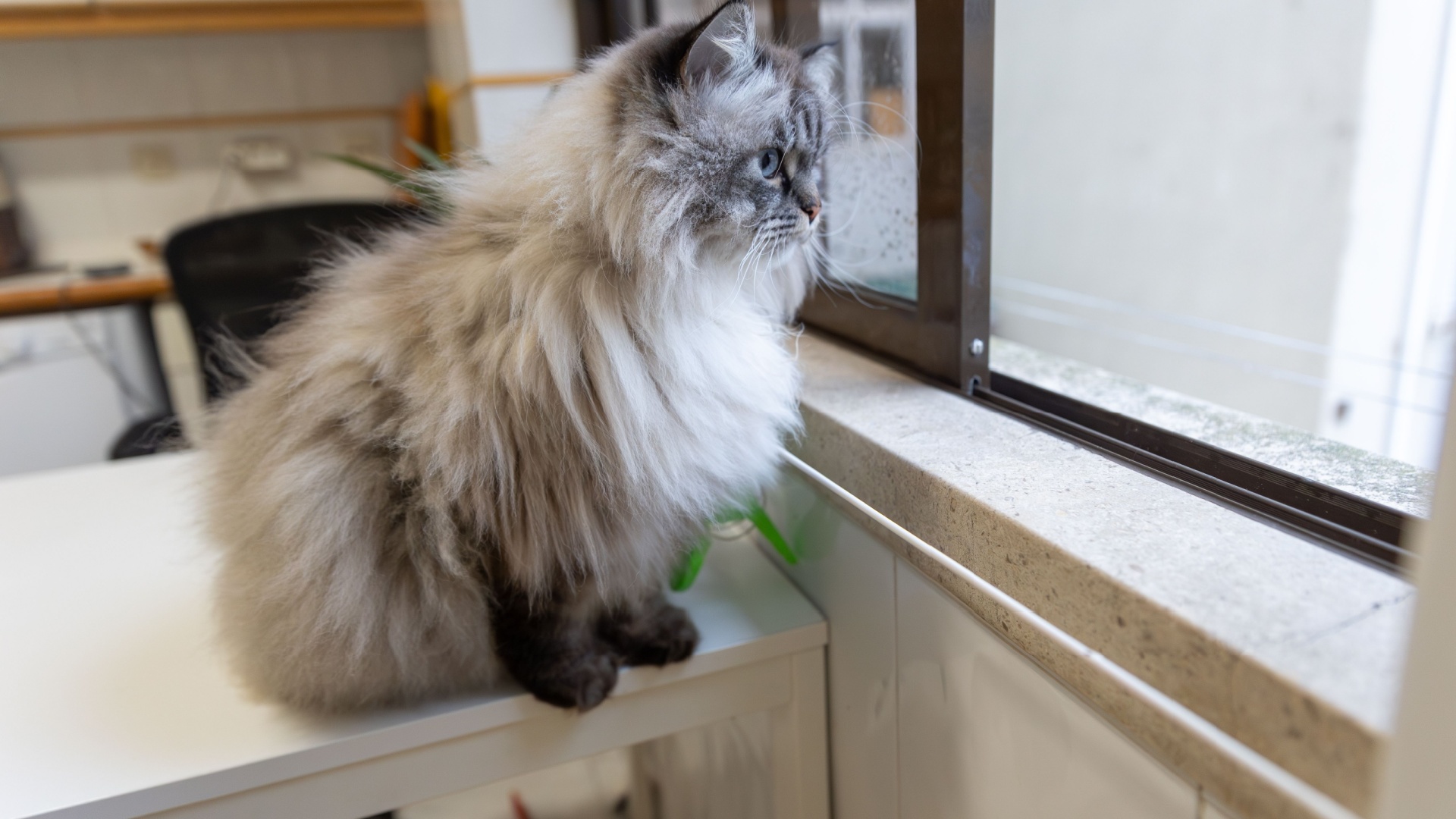 How your cat feels when you’re gone for too long