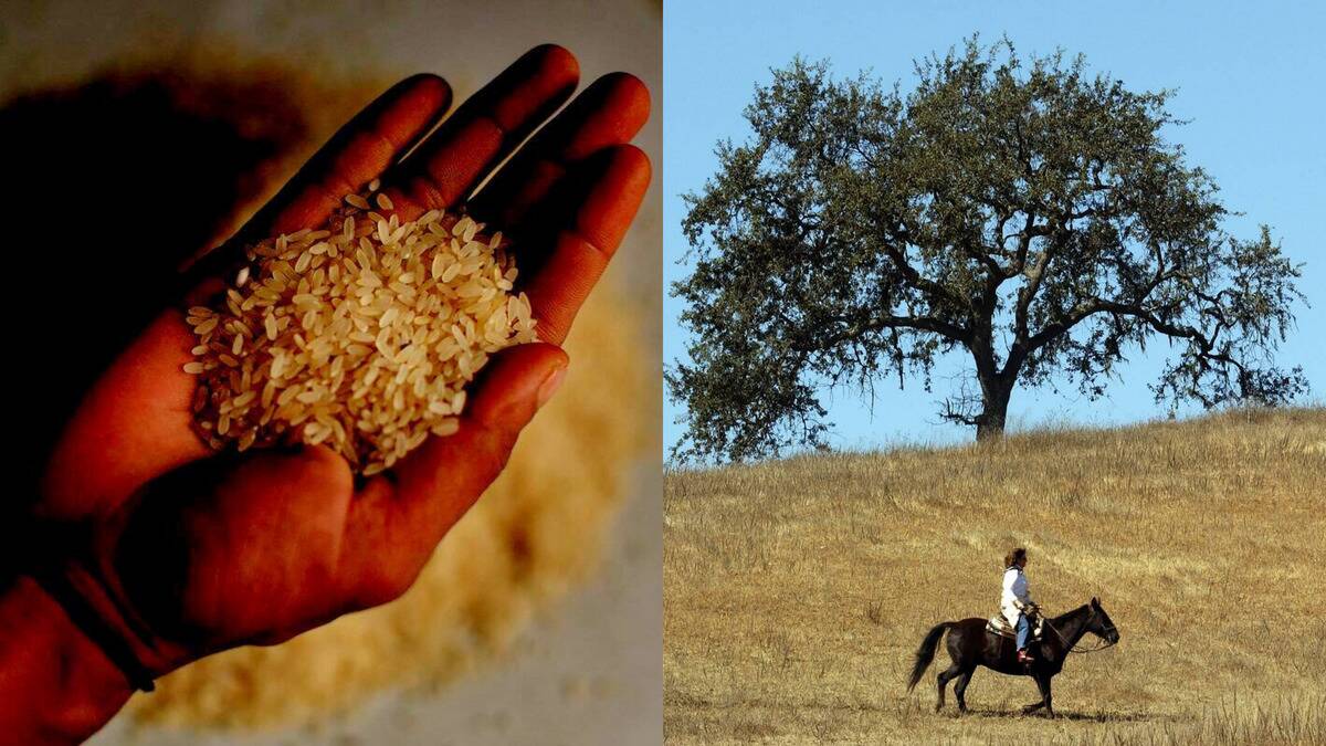 Sacred plants that determined the fate of ancient cities