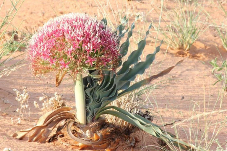 World’s earliest evidence of poison-tipped arrows found in South Africa