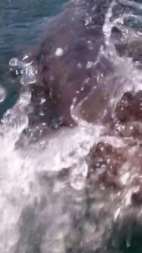 Great white shark takes a fancy to the camera