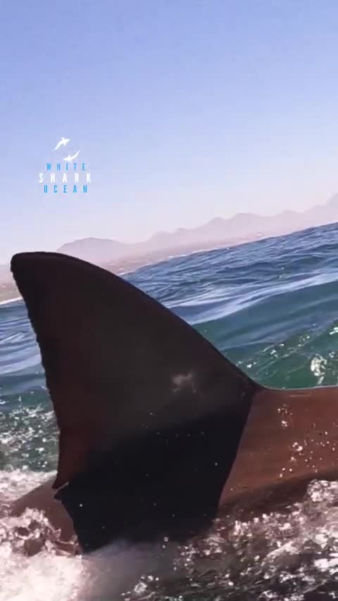 Great white shark dorsal disappears below the surface after big lunge