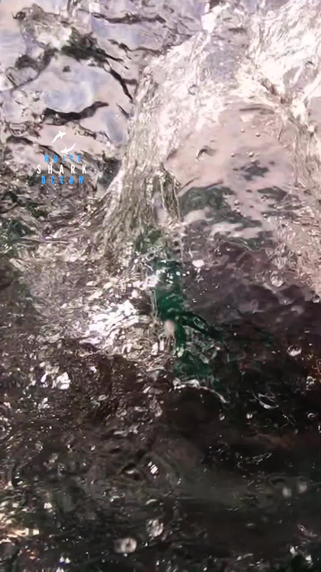 Big Great White Shark Launches Itself Out Of The Water