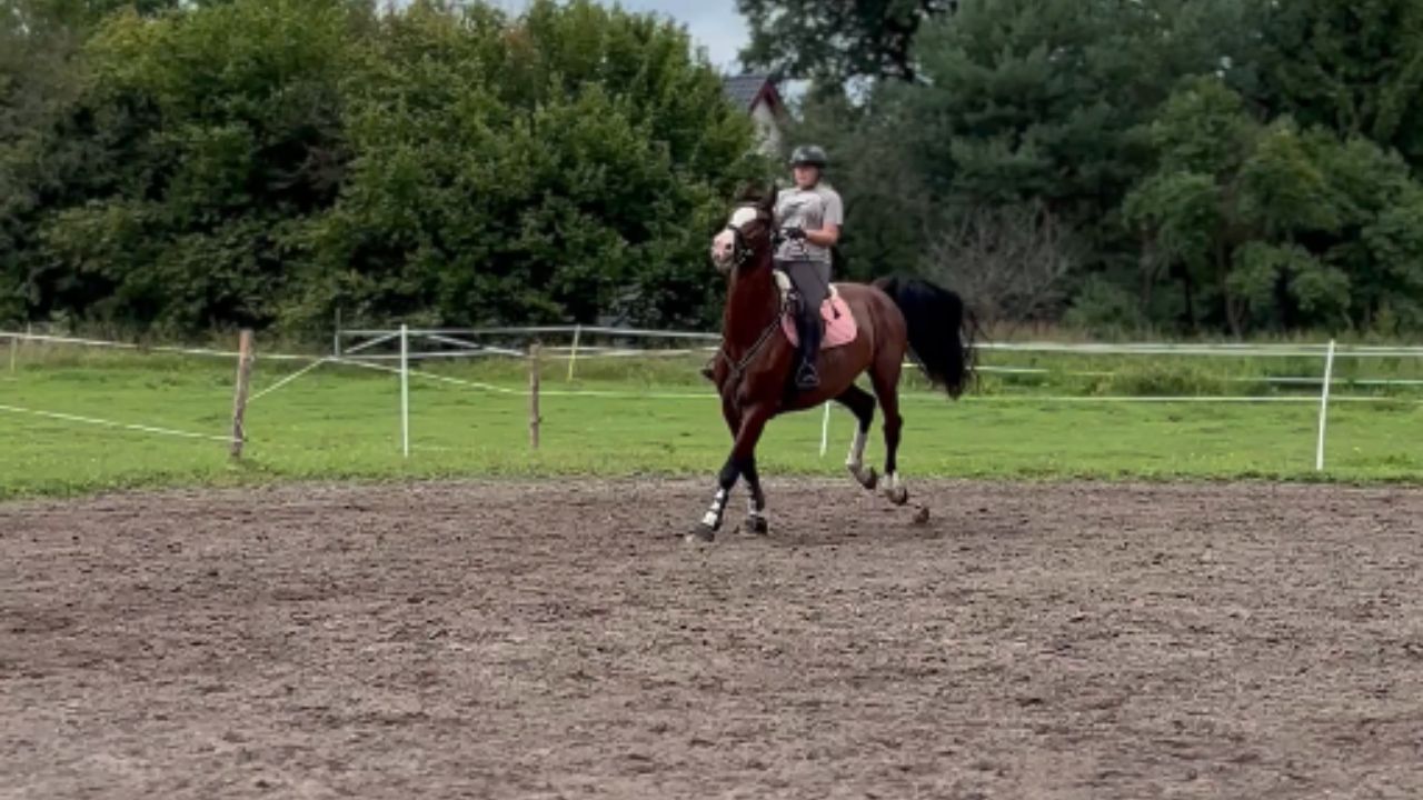 When you tell your beloved horse that a dog is a human's best friend