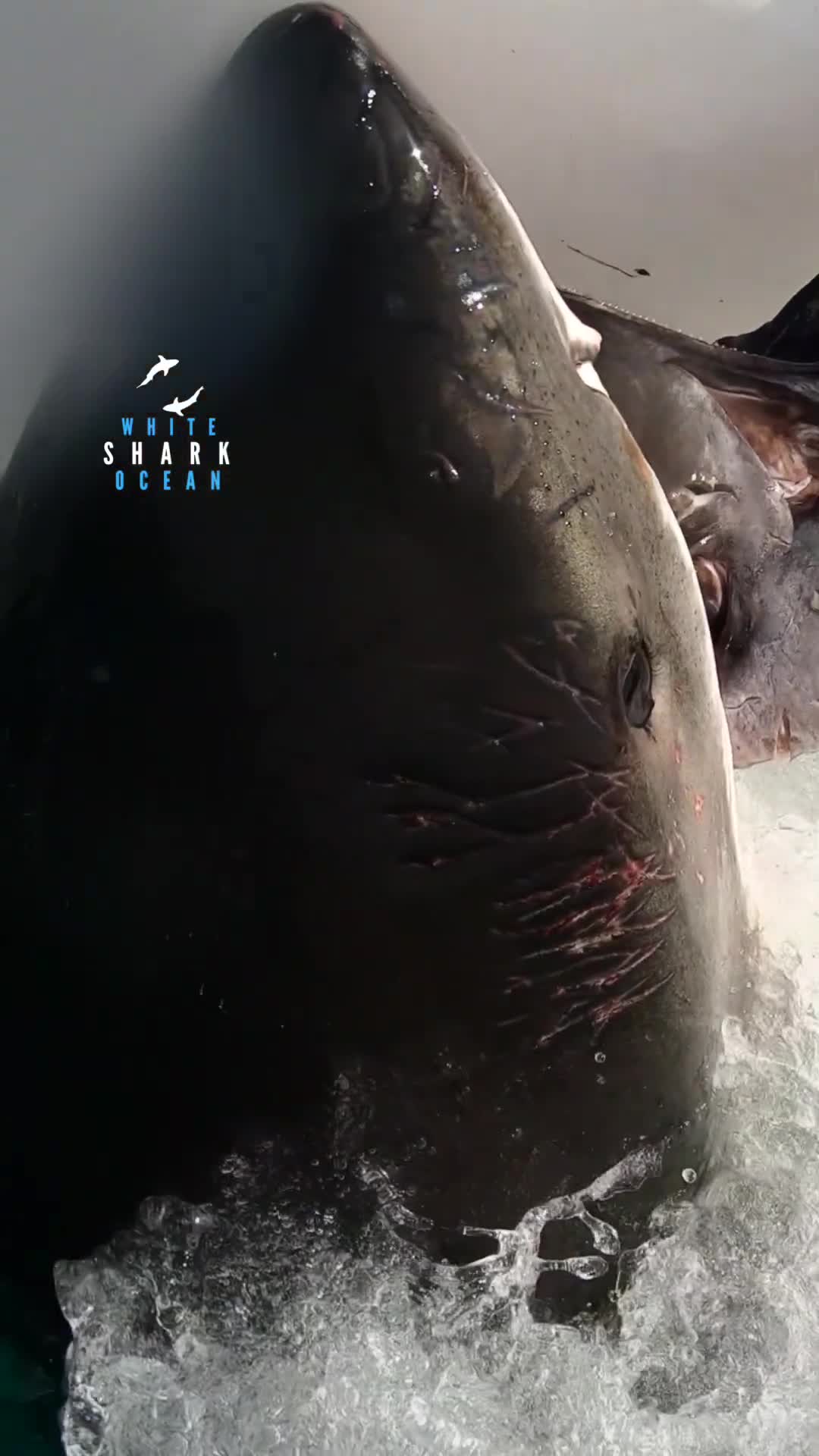 Big great white comes up fast and won't let go of the bait