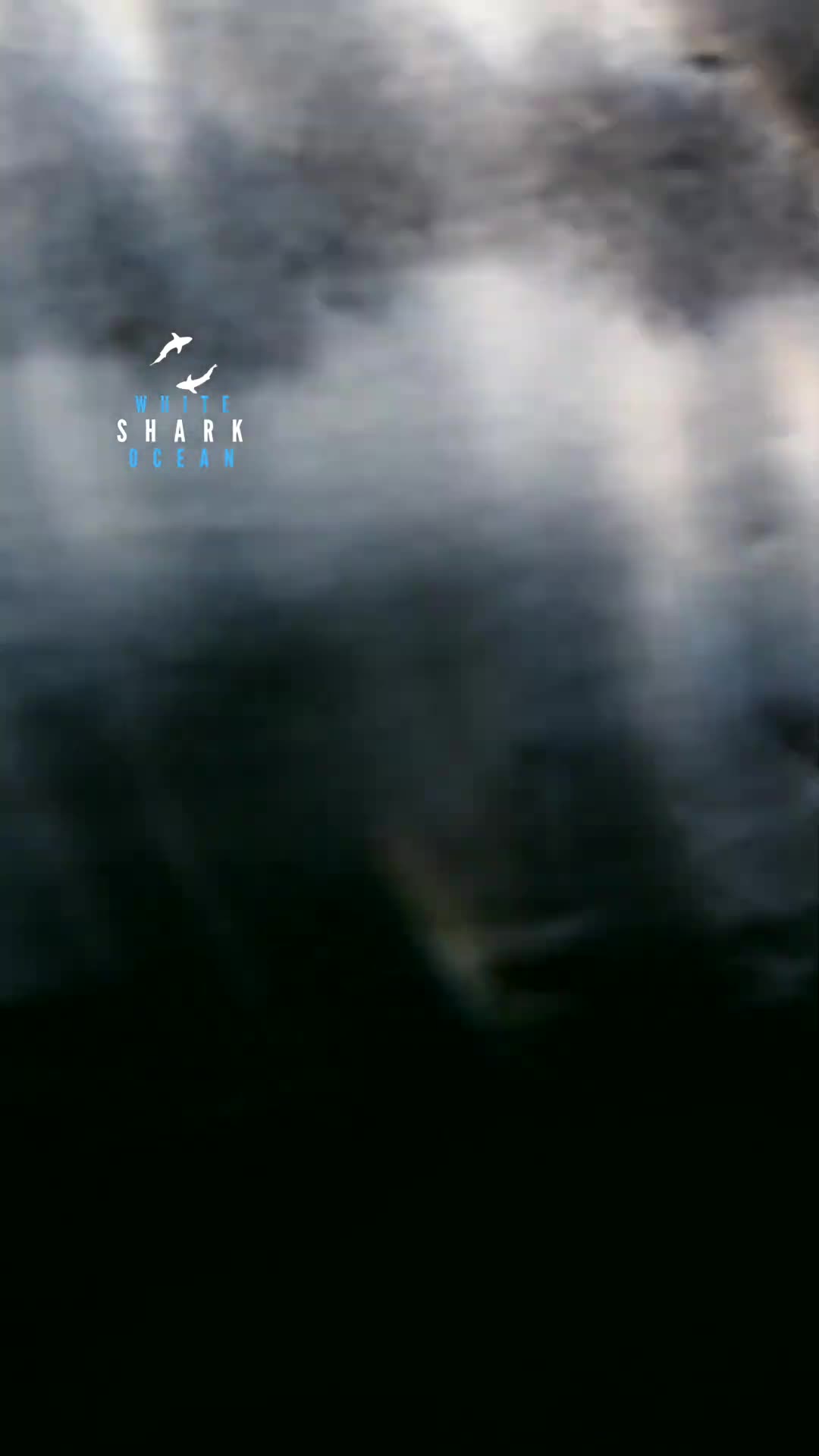 Big Great White Shark Coming Out Of The Dark Water