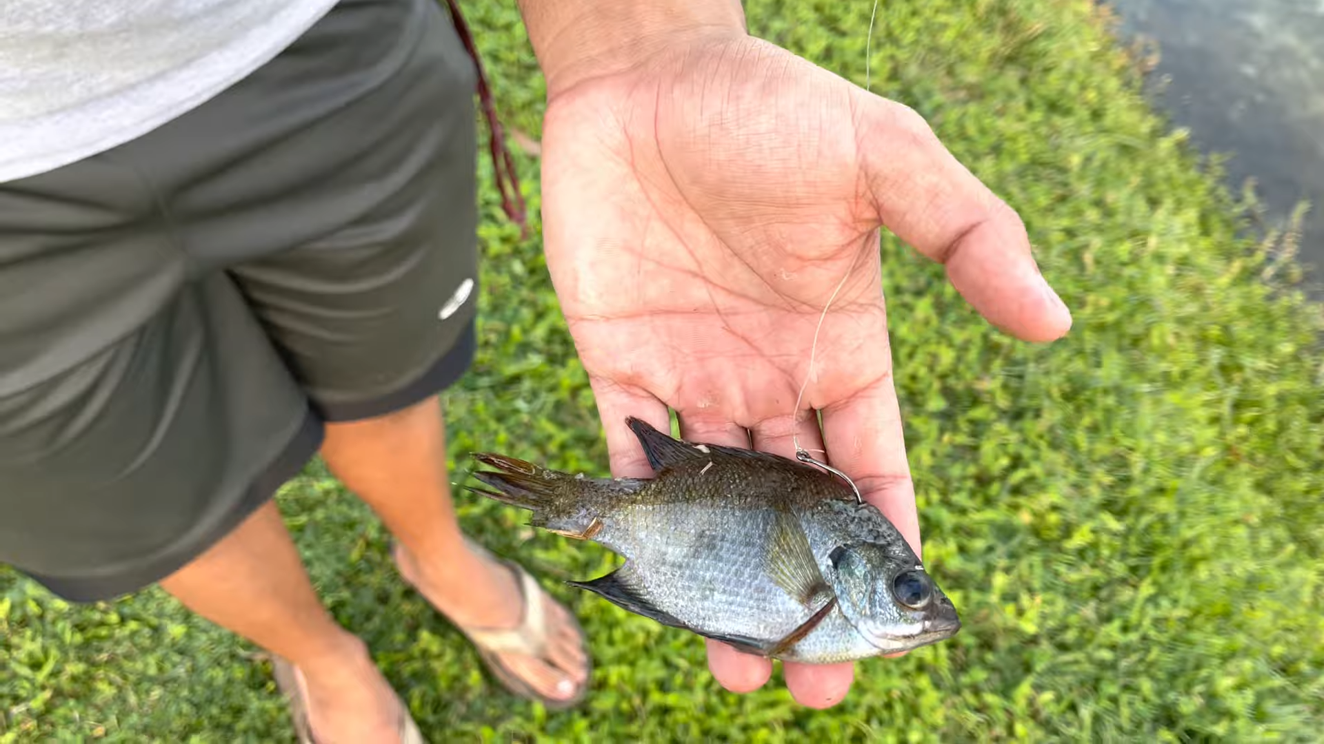 Wild jug line fishing for rare species