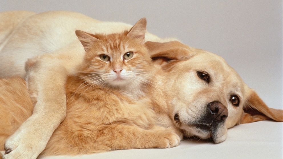 The most popular dog and cat names for 2025