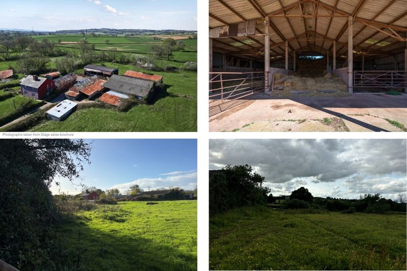 Thriving dog day care makes bid for new home