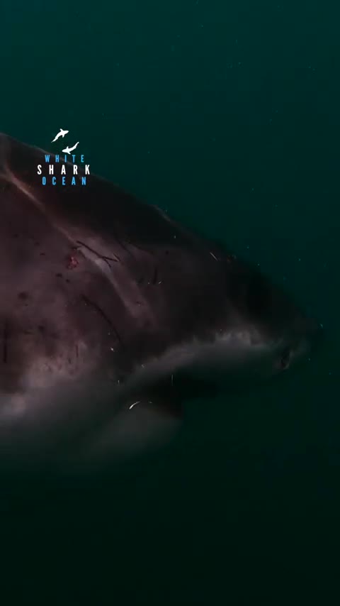 Great white sharks razor shark teeth slice through the bait line