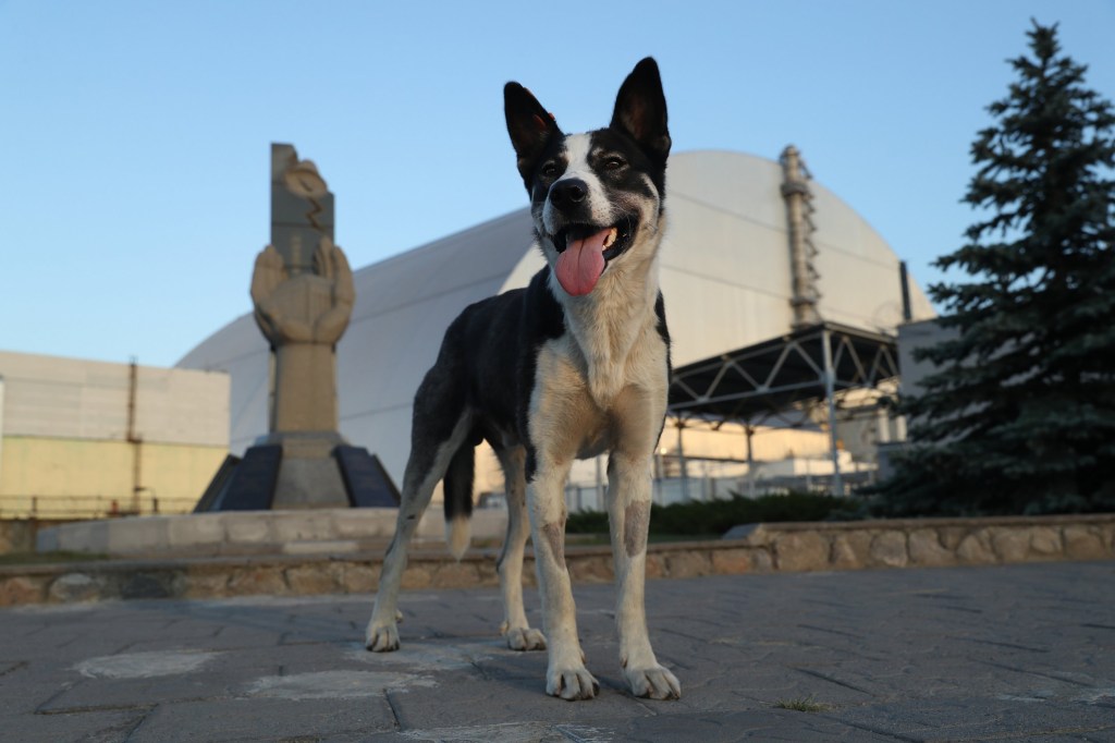 Have Chernobyl dogs evolved superpowers after world’s worst nuclear ...