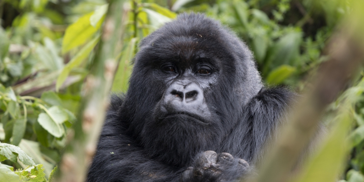 Hope for endangered gorillas as twins born in war-hit region